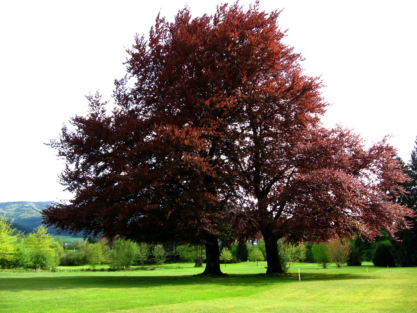 Blut-Buche | Landeshauptstadt Mainz